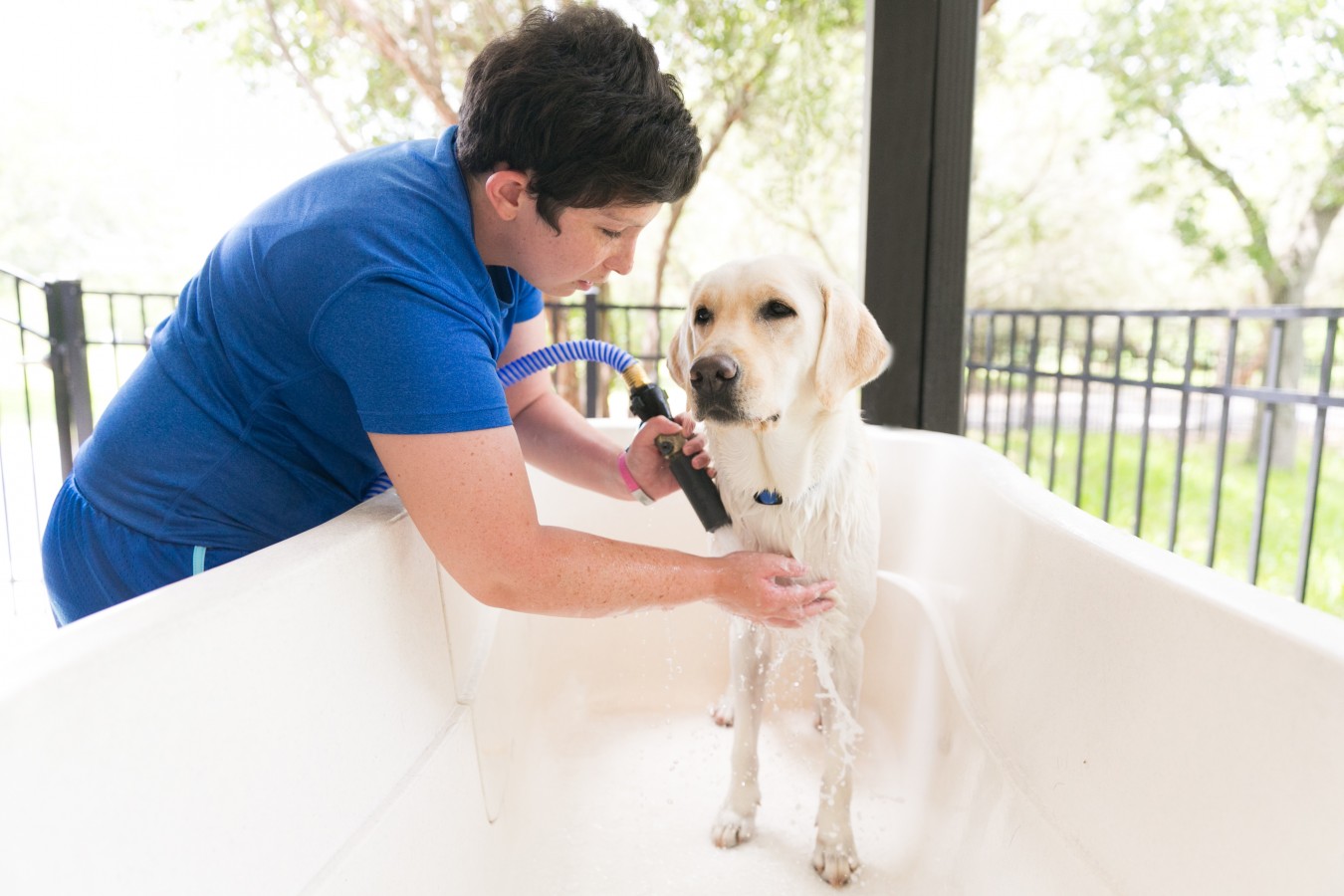 Ask the Vet: Dog Hair, We Care! Bathing and Brushing Basics - Dogs Inc