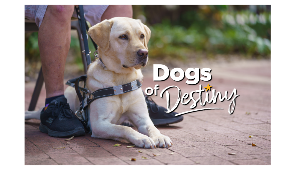 Dogs of Destiny - Dogs Inc