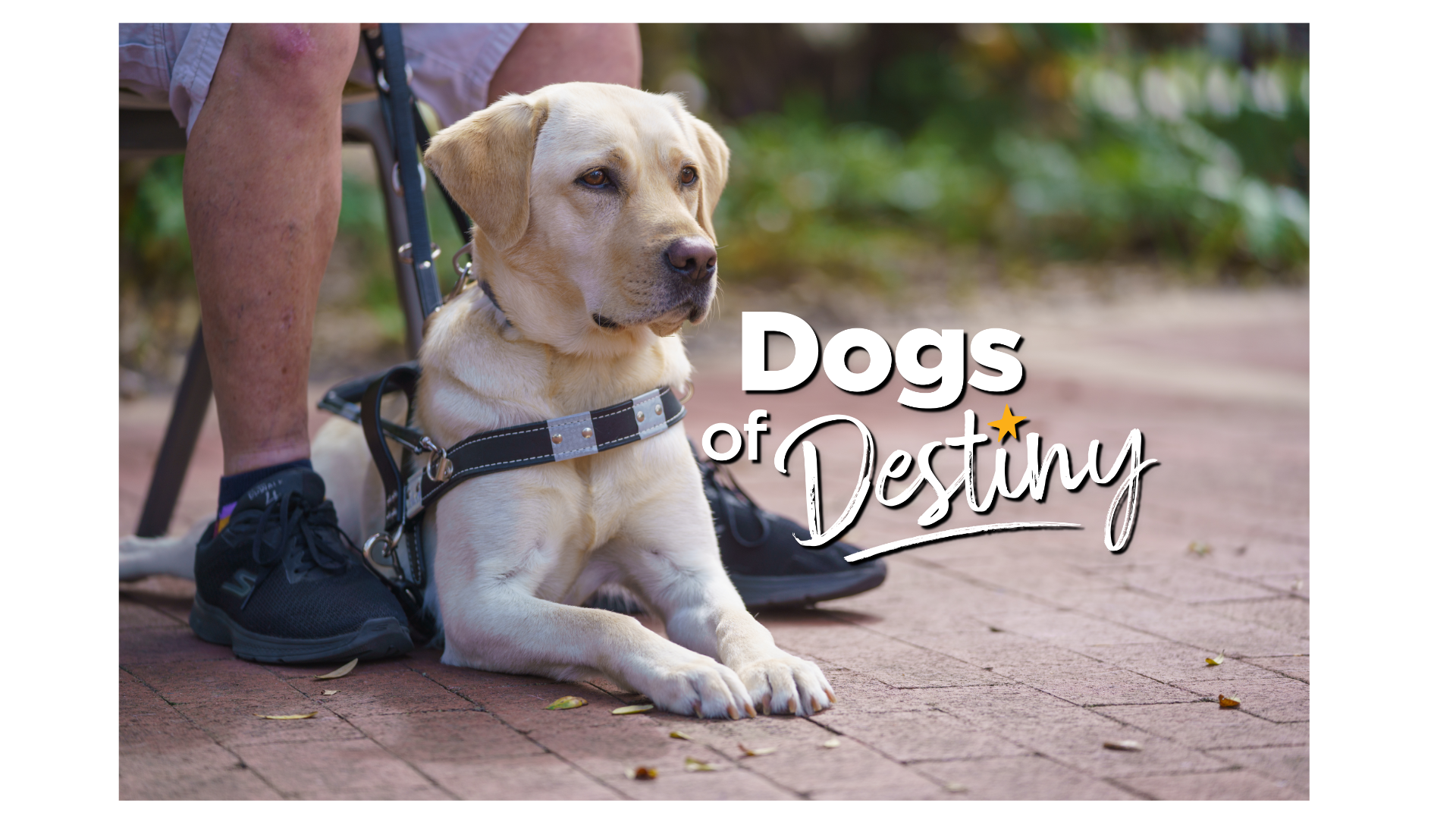 Connect - Dogs Inc