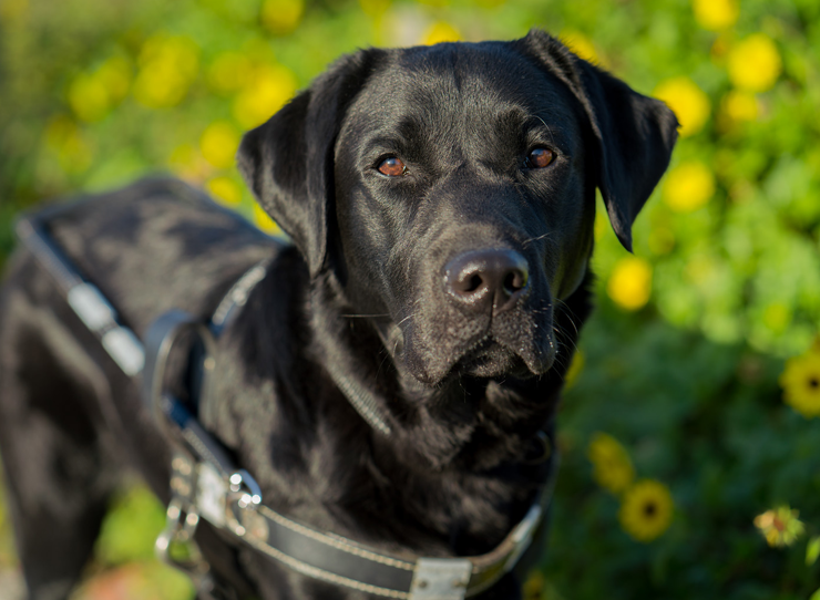 Guide Dog Programs - Dogs Inc