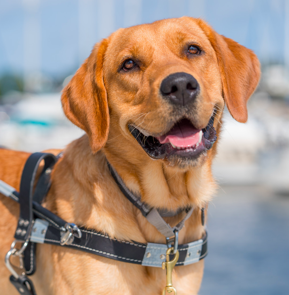 Mission Advancement Council - Dogs Inc