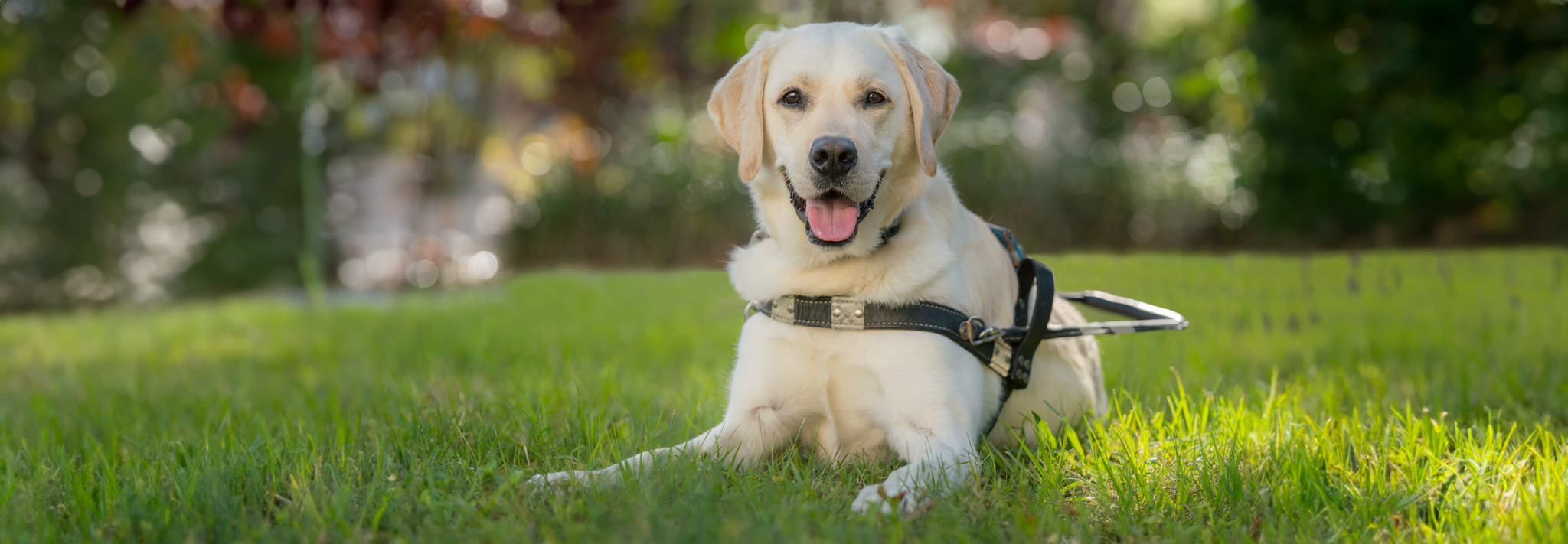 Service Dog Access Laws: Your Rights, Responsibilities, and What to ...