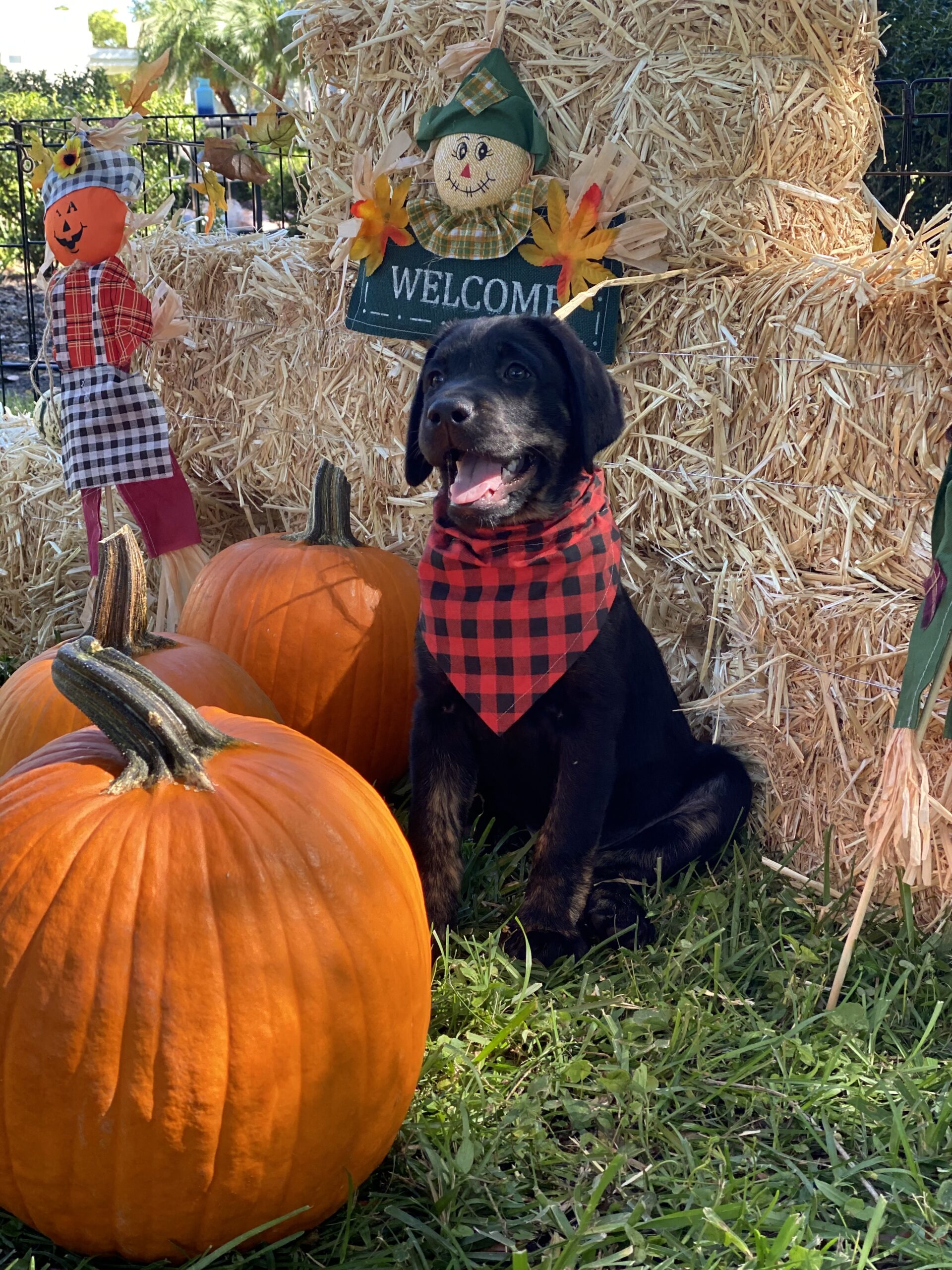 Tips for a Dog-Friendly Halloween - Dogs Inc