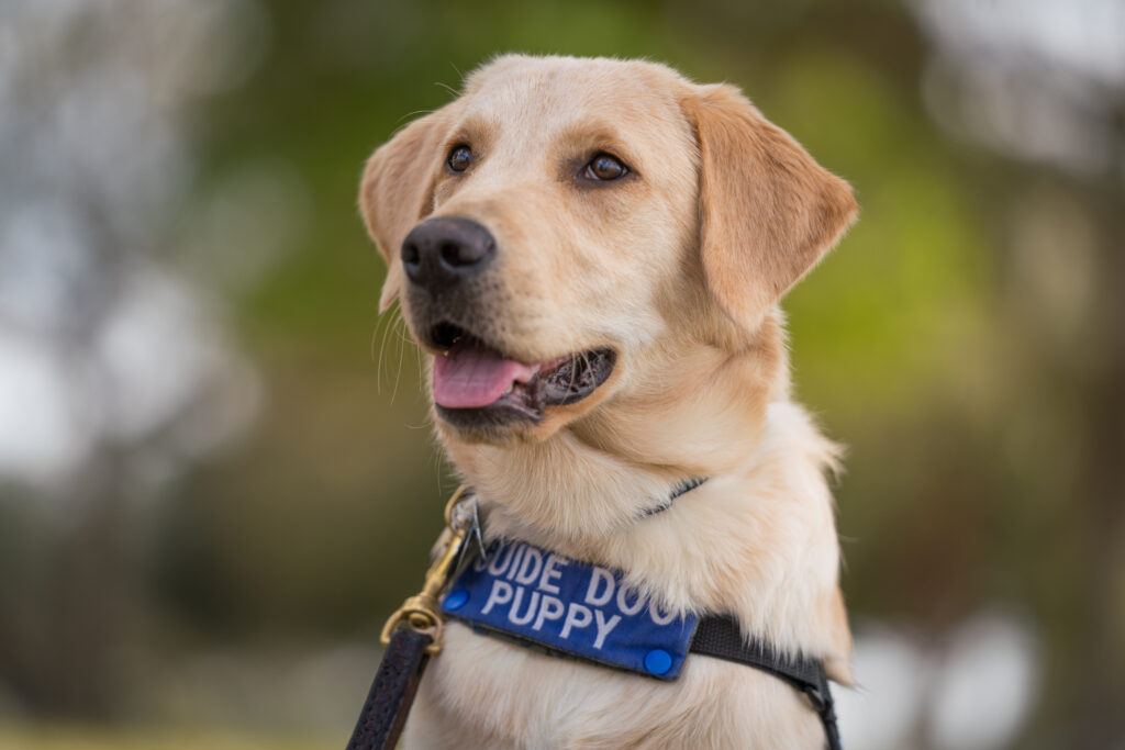 How to Teach Your Puppy to Heel - Dogs Inc